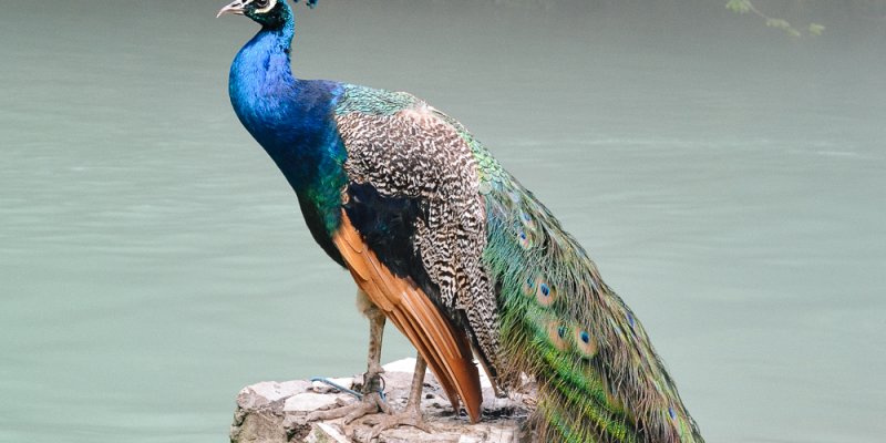 peacock represents what
