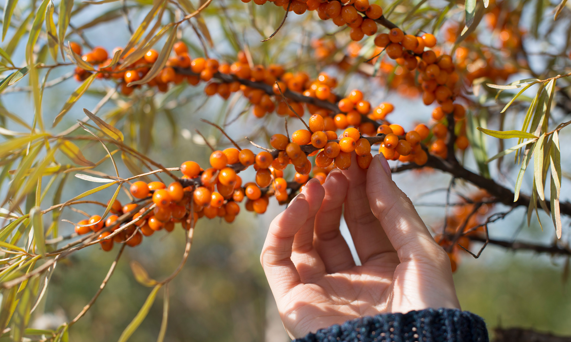 Never Heard Of A Seaberry? Here’s What This Superfruit Has To Offer ...