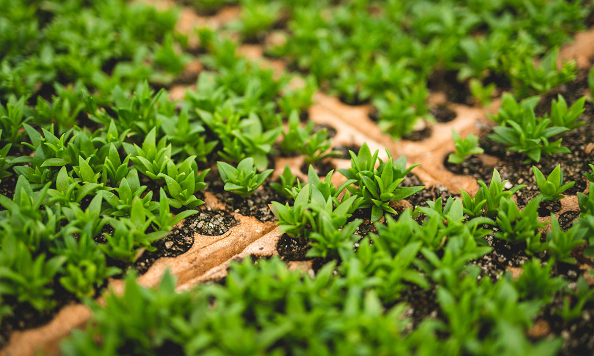 What Is Kanna? Benefits, Uses, Side Effects & More