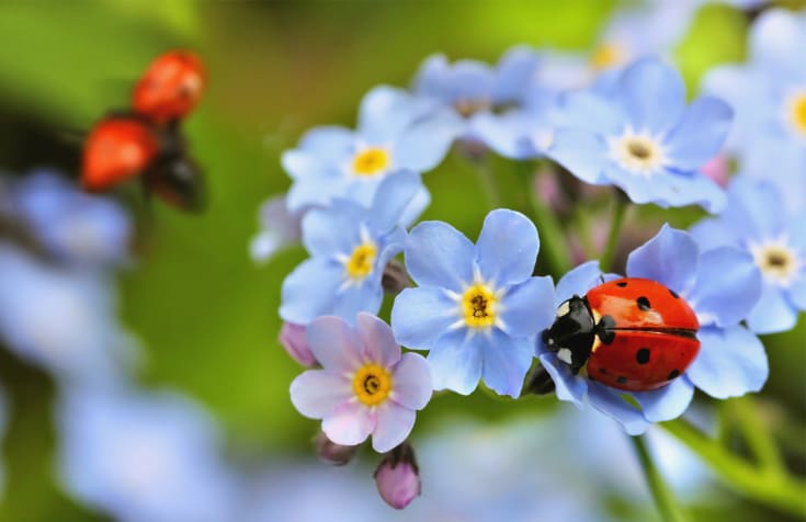 Ladybug Symbolism: 5 Spiritual Meanings & What To Do About It