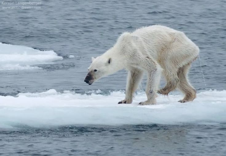 This Horribly Thin Polar Bear May Show The Dangers Of Climate Change ...