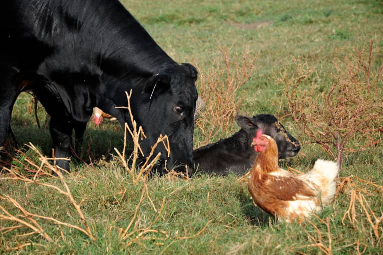 The Meat Labels You Actually Need To Pay Attention To
